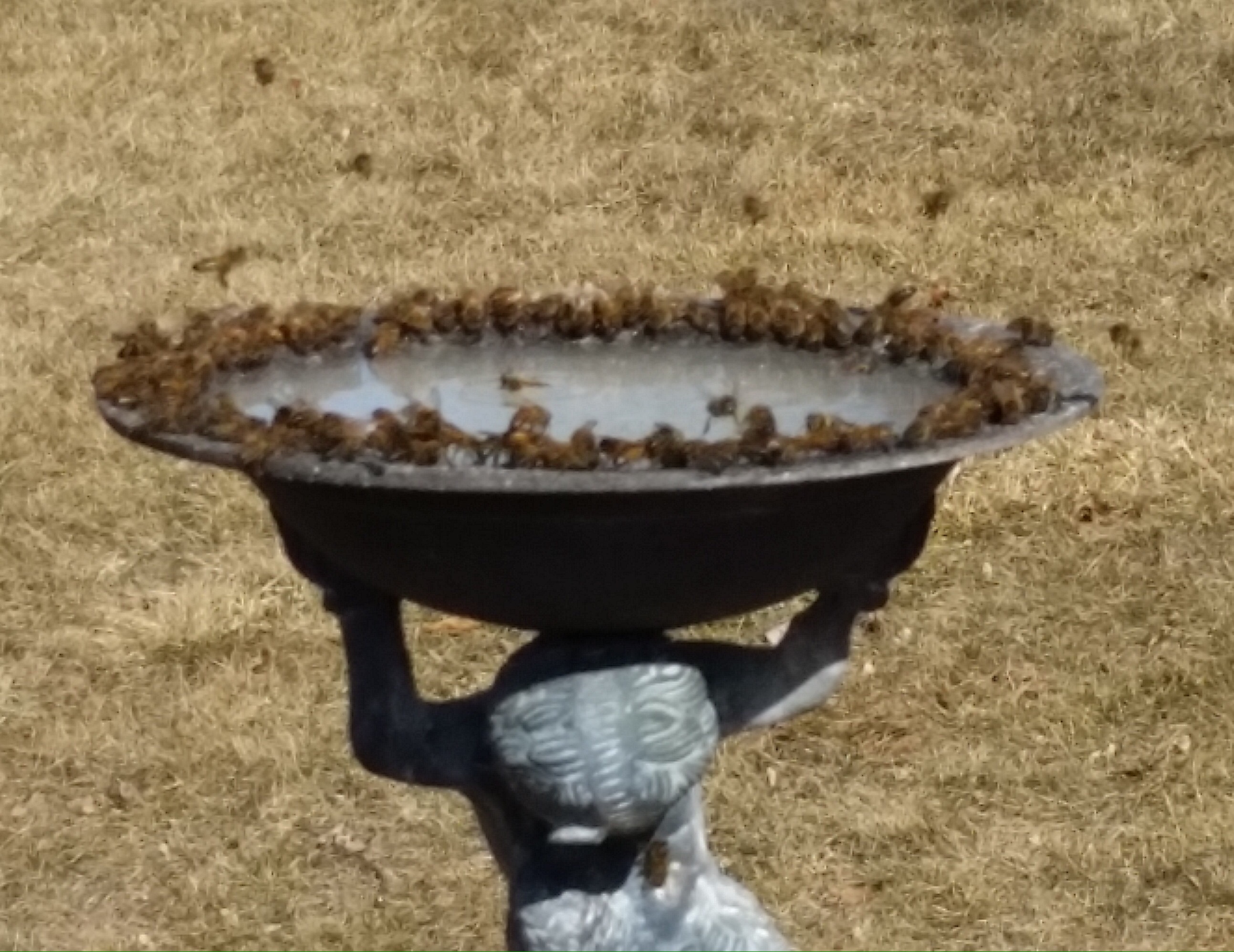 Dumpster diving – Bee Lady Honey